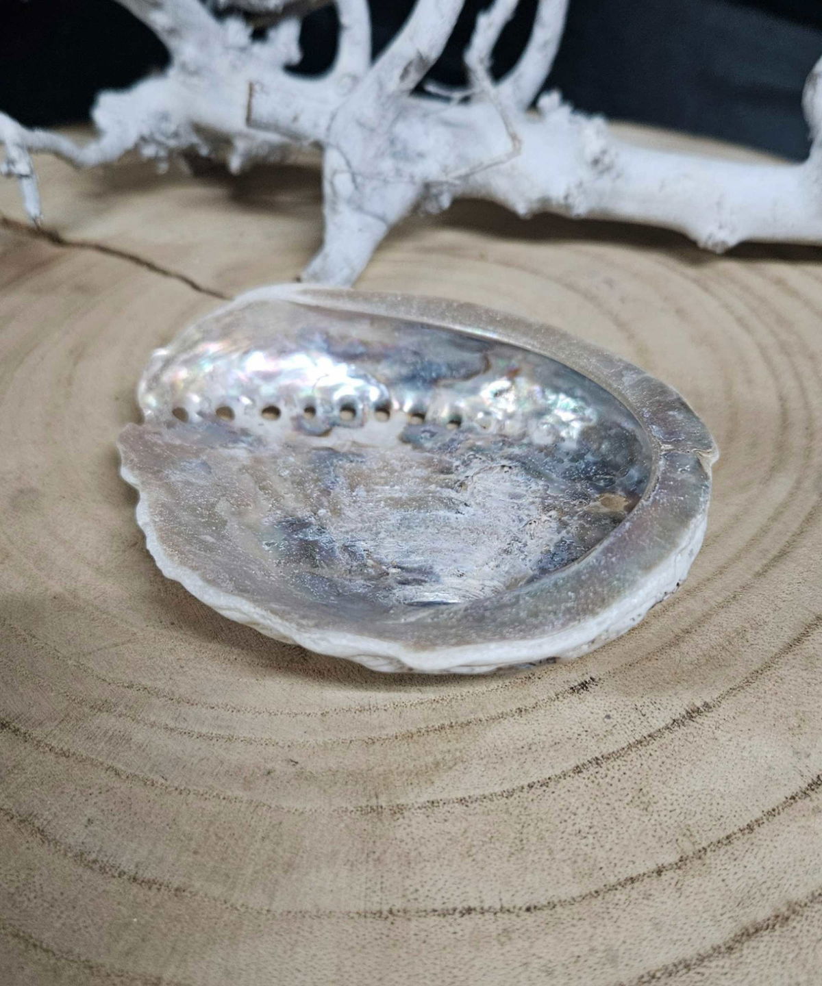 Abalone Schelp - Haliotis Midae 10-12 cm - Boeddha-beelden.com