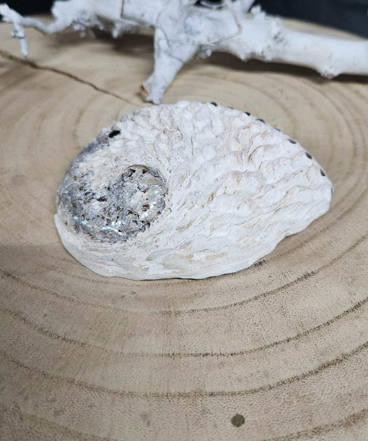 Abalone Shell - Haliotis Midae 10-12 cm - Boeddha-beelden.com